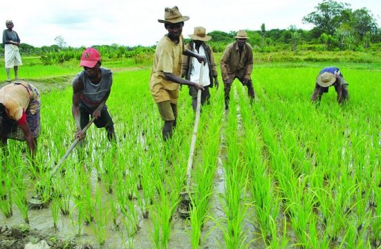 Sénégal : Les producteurs de Riz de la Vallée du fleuve Sénégal ...